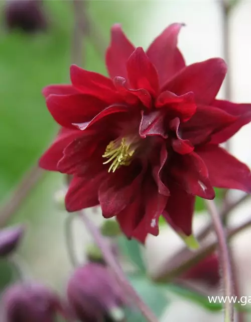 Aquilegia vulgaris 'Ruby Port', Gefüllte Akelei