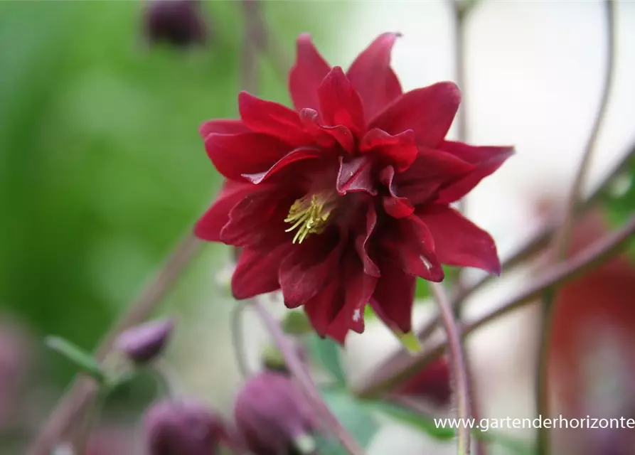 Aquilegia vulgaris 'Ruby Port', Gefüllte Akelei