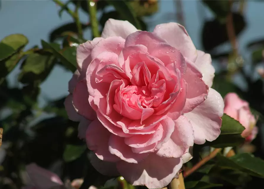 Strauchrose 'Alexandra - Princesse de Luxembourg'®, Rosa 'Alexandra ...