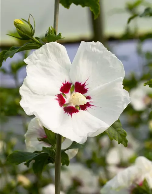 Hibiscus Syriacus Red Heart Garteneibisch Red Heart