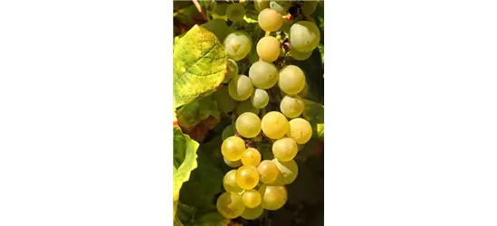 Weinrebe 'Kyoho', Vitis vinifera 'Kyoho'
