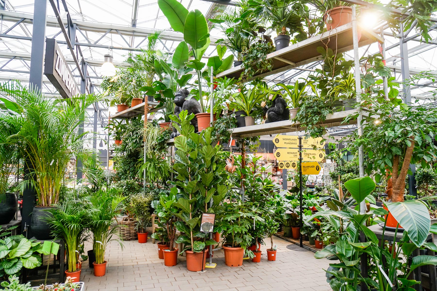 Zimmerpflanzen im Gartencenter Kiefl - Gartencenter Kiefl