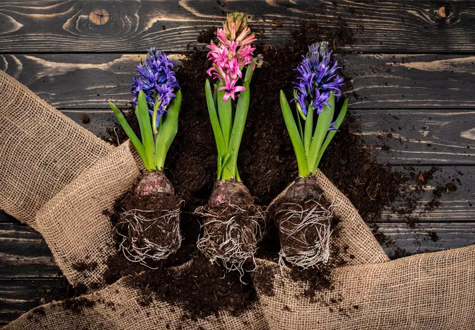 Blumenzwiebeln Pflanzen Im Fruhjahr