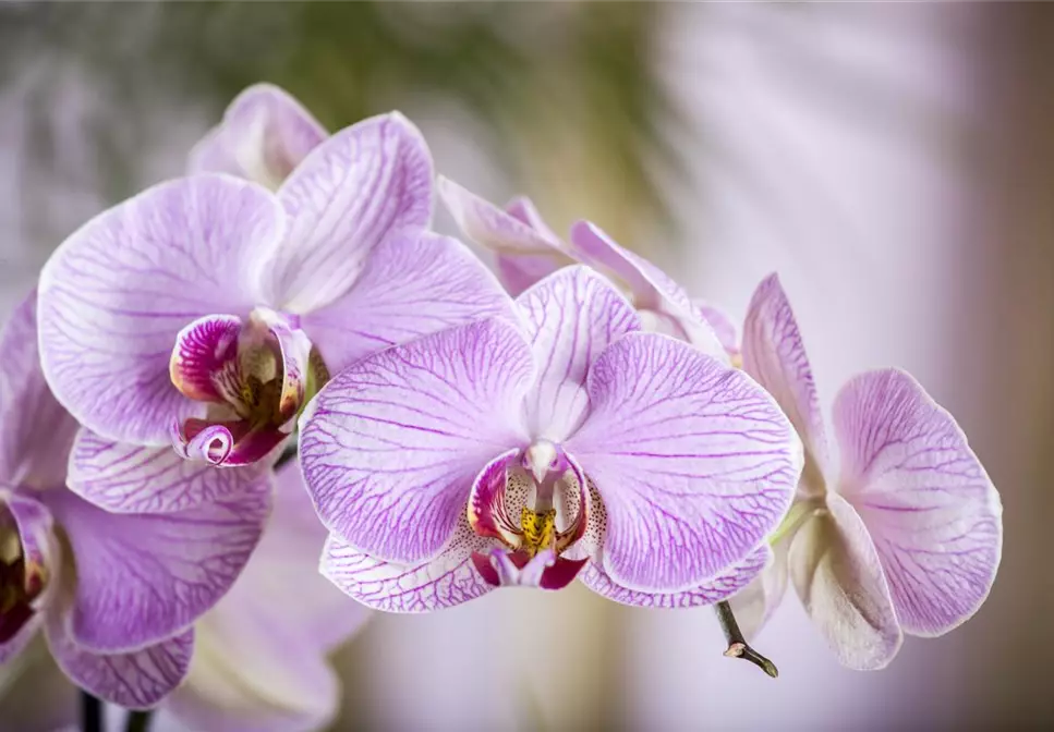 Orchideen – Arten und allgemeine Pflegetipps im Überblick