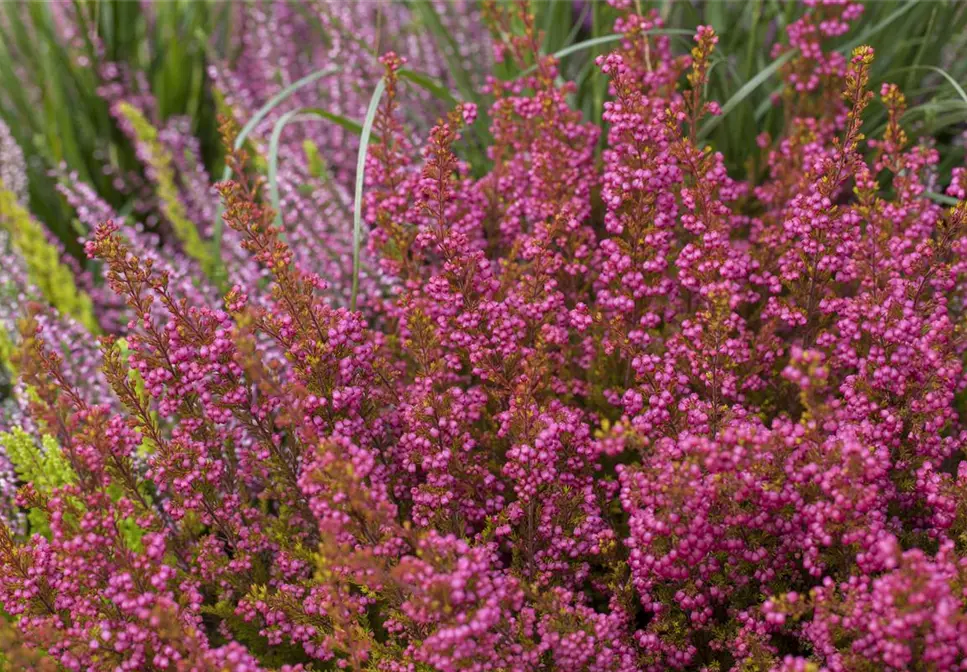 Heide pflanzen und richtig pflegen