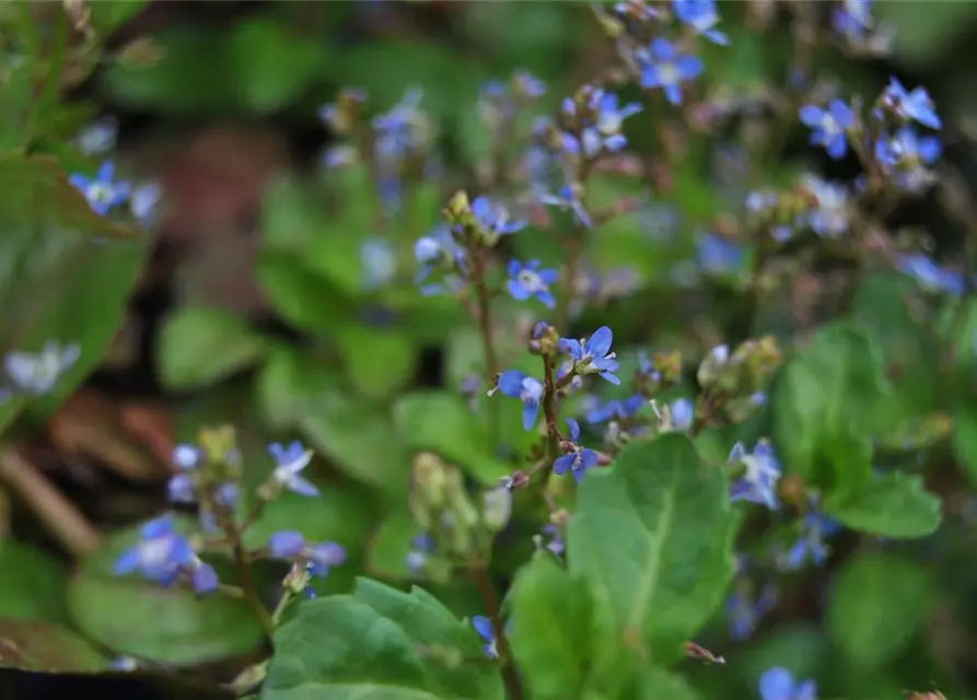 Bach-Ehrenpreis, Veronica beccabunga