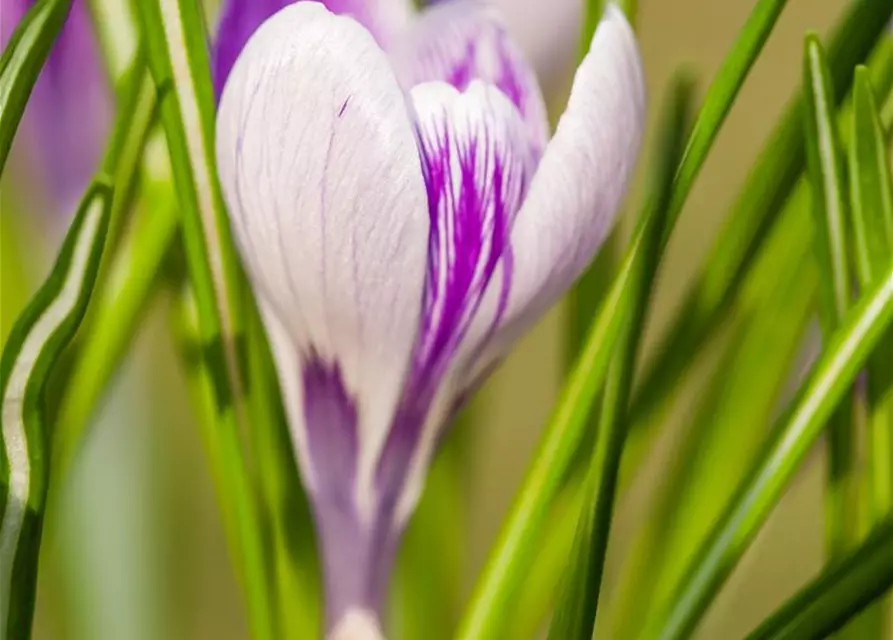 Frühlings-Krokus 'King of the Striped', Crocus vernus 'King of the Striped'