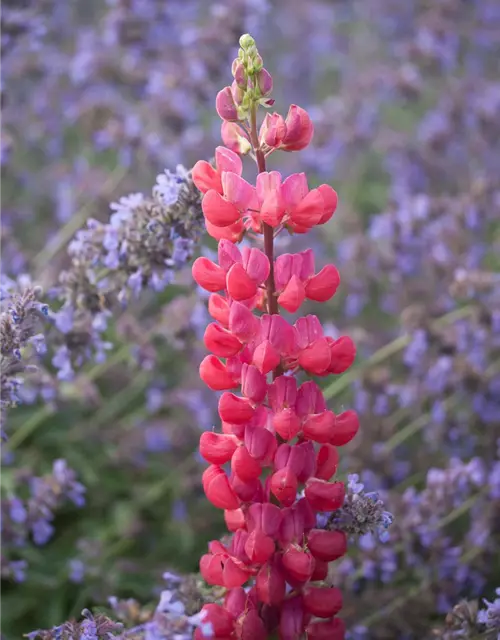 Garten-Lupine 'Red Rum'®, Lupinus polyphyllus 'Red Rum'®
