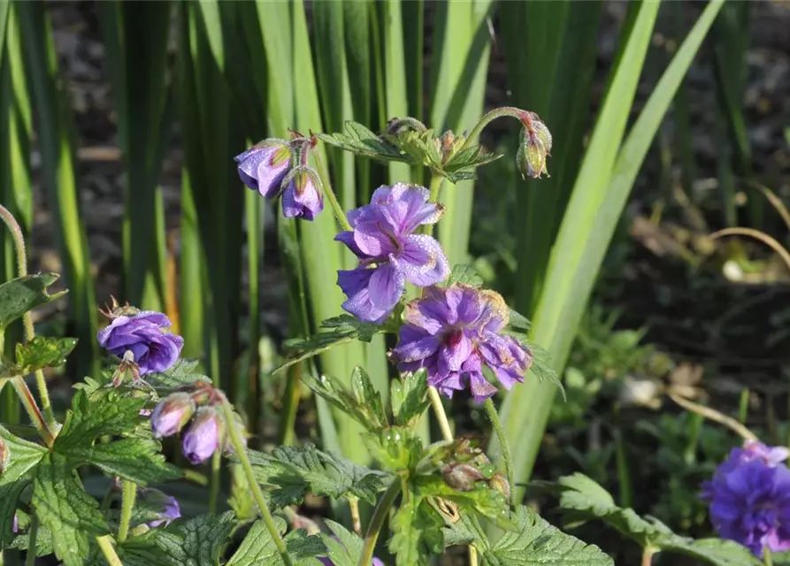 Geranium himalayense 'Plenum' (Birch Double), Himalaya-Storchschnabel