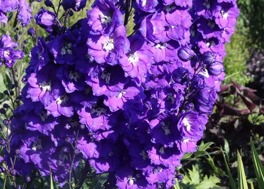 Hoher Rittersporn, Delphinium x elatum 'Delphi's Power'