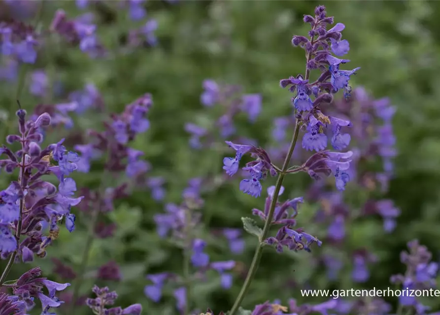 Katzenminze 'Dropmore', Nepeta x faassenii 'Dropmore'