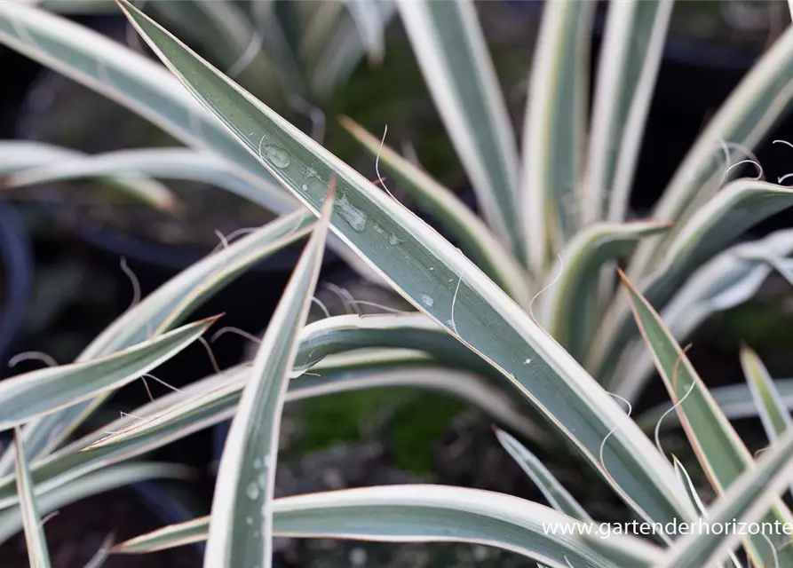 Palmlilie 'Ivory Tower', Yucca filamentosa 'Ivory Tower'