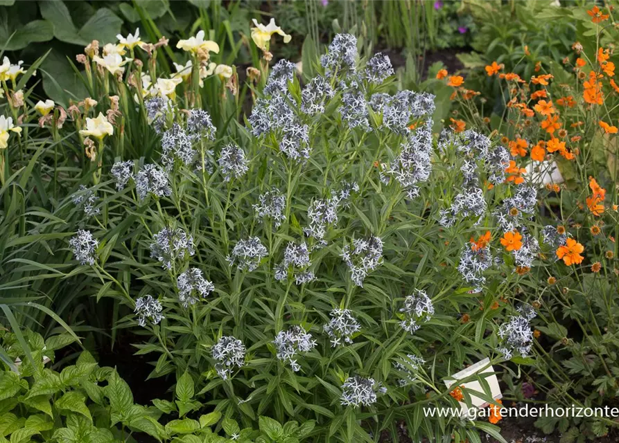 Prachtvoller Röhrenstern, Amsonia illustris