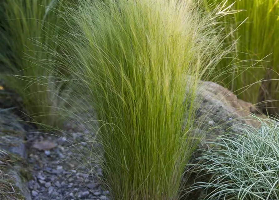 Zartes Federgras, Stipa tenuissima ('Ponytails')