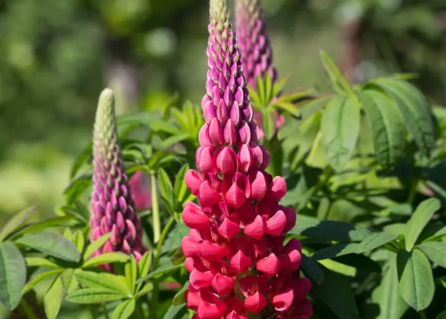 Westcountry Lupine 'Beefeater'®, Lupinus polyphyllus 'Beefeater'®
