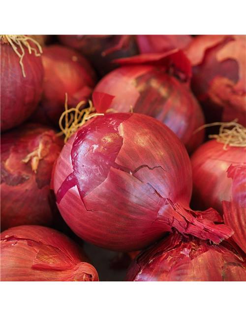 Zwiebel Rot, Großmarkt München - Gartencenter Kiefl