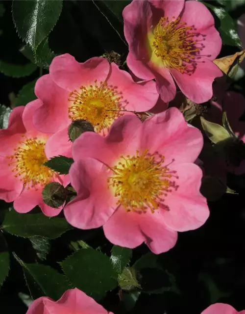 Bodendeckerrose 'Topolina'®, Rosa 'Topolina'®