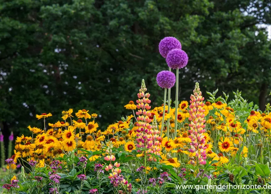 Bergenia cordifolia 'Abendglocken', Bergenie