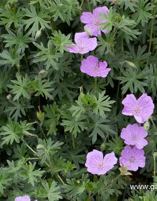 Blutroter Storchschnabel 'Glenluce', Geranium sanguineum 'Glenluce'