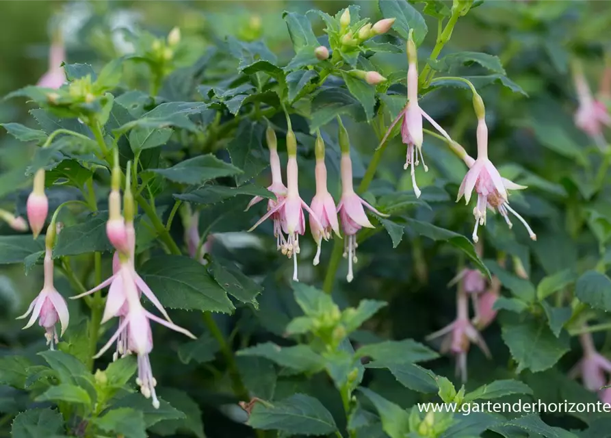 Fuchsie, Fuchsia x cultorum 'Whiteknight's Pearl'