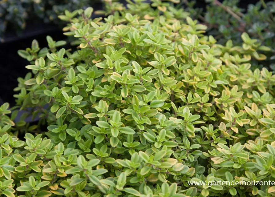 Gold-Thymian 'Aureus', Thymus x citriodorus 'Aureus'
