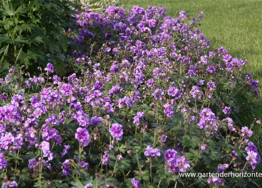 Geranium himalayense 'Plenum' (Birch Double), Himalaya-Storchschnabel