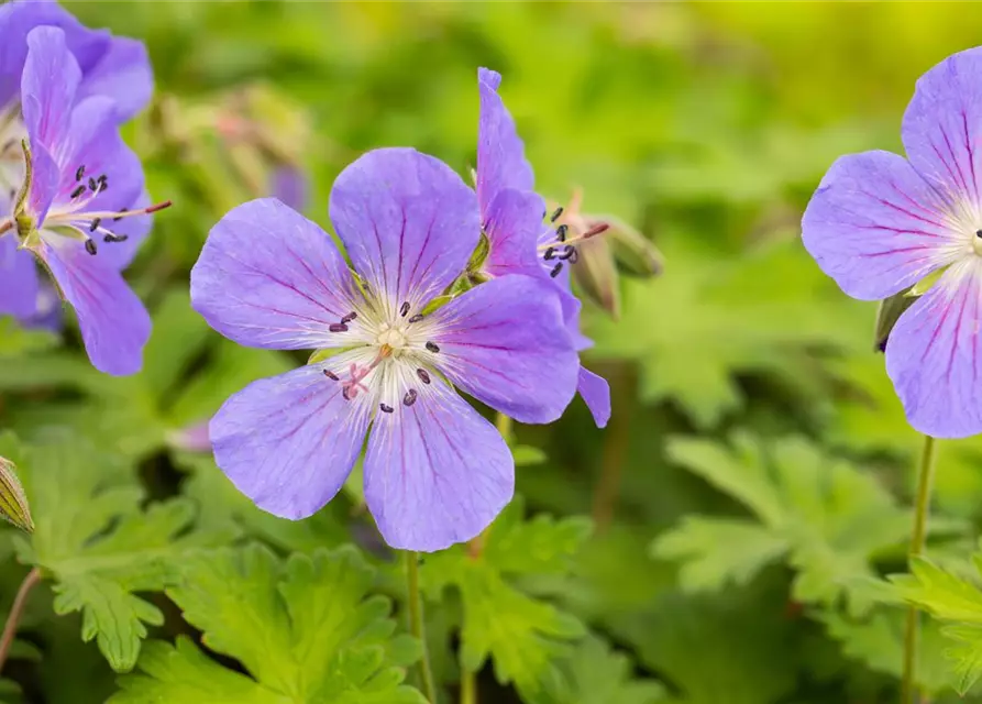 Geranium himalayense 'Baby Blue', Himalaya-Storchschnabel