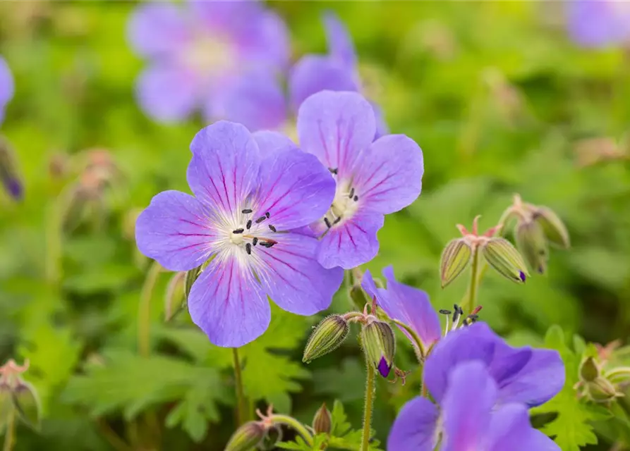 Geranium himalayense 'Baby Blue', Himalaya-Storchschnabel