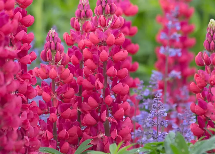 Garten-Lupine 'Red Rum'®, Lupinus polyphyllus 'Red Rum'®