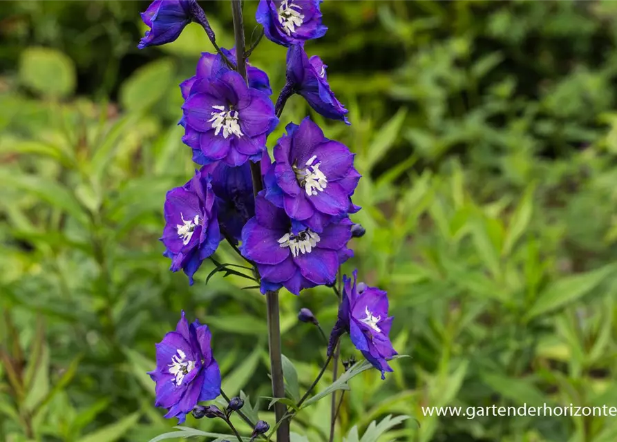 Hoher Rittersporn, Delphinium x elatum 'Delphi's Power'