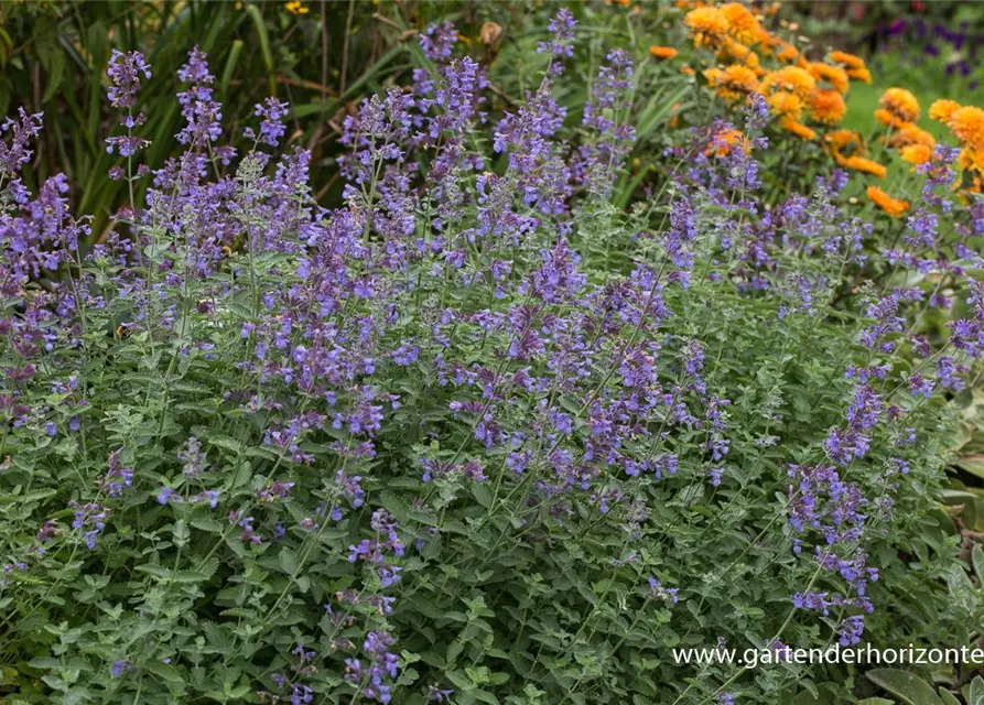 Katzenminze 'Dropmore', Nepeta x faassenii 'Dropmore'