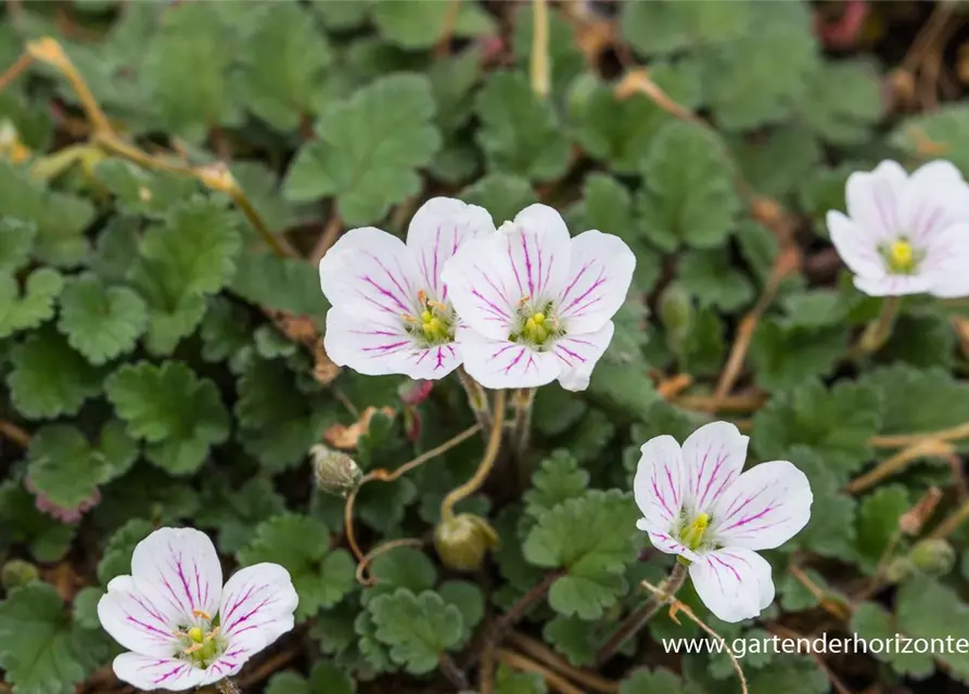 Reiherschnabel, Erodium x variabile 'Album'