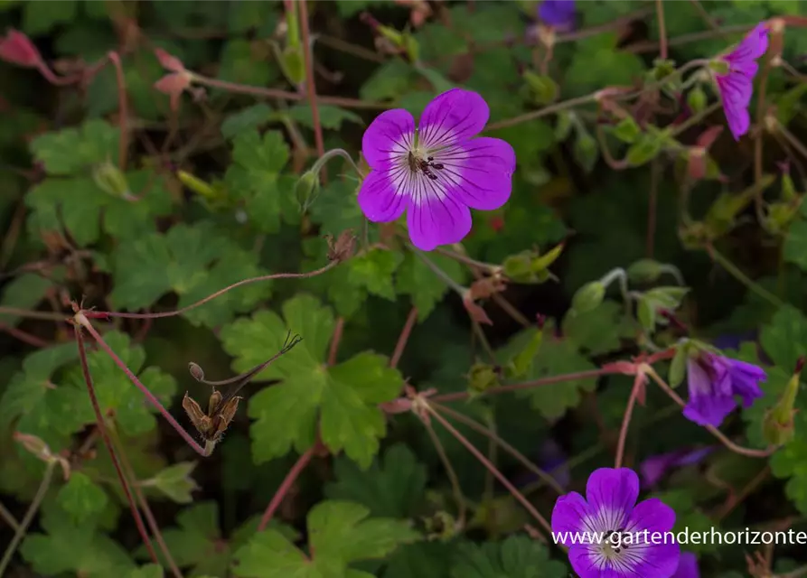 Wallichis Storchschnabel, Geranium wallich. 'Silvia´s Surprise'®