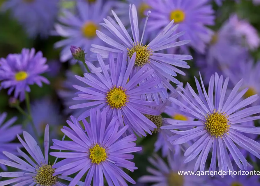 Sommeraster, Aster thomsonii