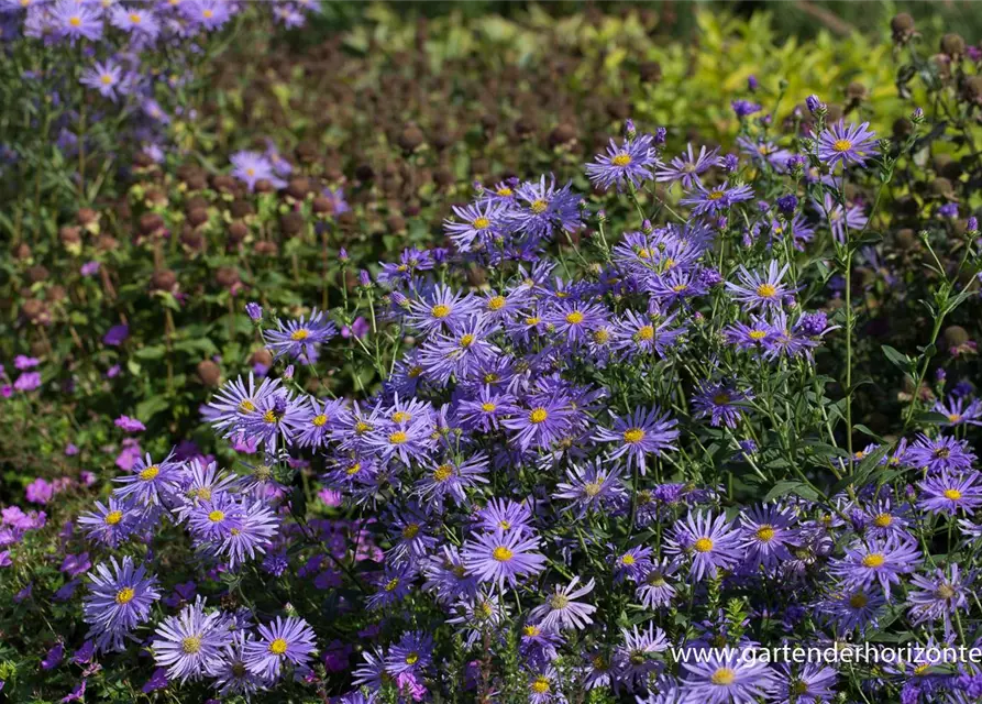 Sommeraster, Aster thomsonii