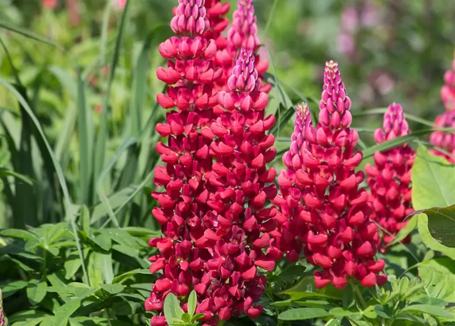 Westcountry Lupine 'Beefeater'®, Lupinus polyphyllus 'Beefeater'®