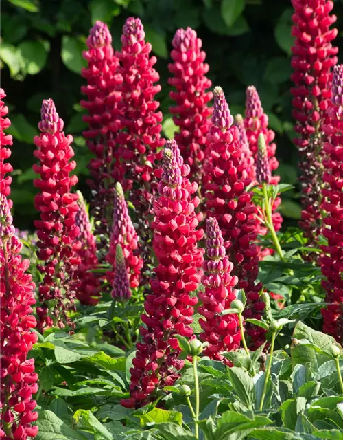 Westcountry Lupine 'Beefeater'®, Lupinus polyphyllus 'Beefeater'®