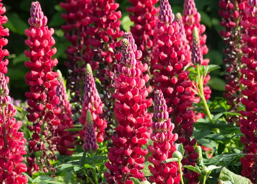 Westcountry Lupine 'Beefeater'®, Lupinus polyphyllus 'Beefeater'®