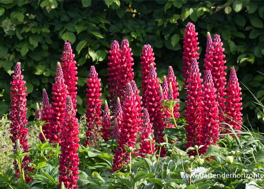 Westcountry Lupine 'Beefeater'®, Lupinus polyphyllus 'Beefeater'®