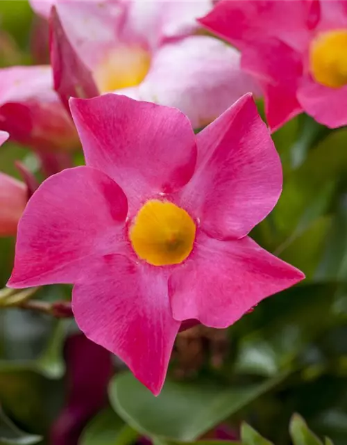 Mandevilla sanderi 'Sundaville'®, Dipladenia