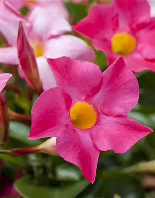 Mandevilla sanderi 'Sundaville'®, Dipladenia
