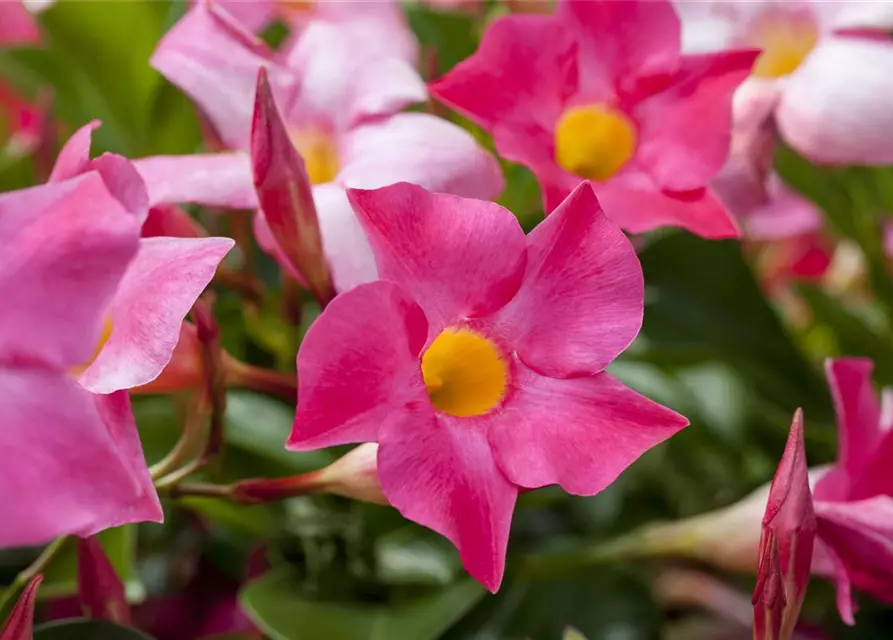 Mandevilla sanderi 'Sundaville'®, Dipladenia