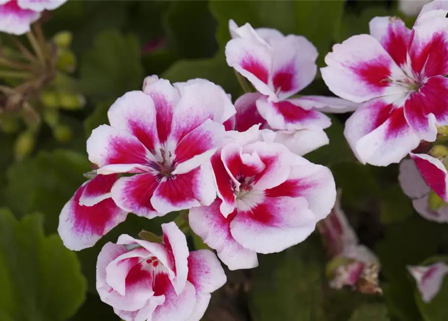 Pelargonium zonale, Zonal-Pelargonie