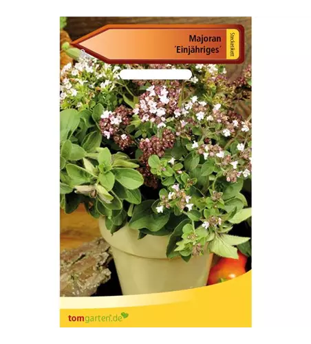 Italienischer Majoran 'Venezia'