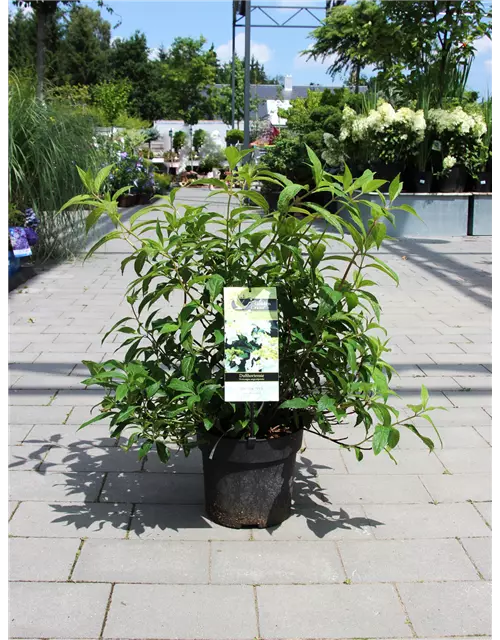 Dufthortensie 'Golden Crane', Hydrangea angustipetala 'Golden Crane'