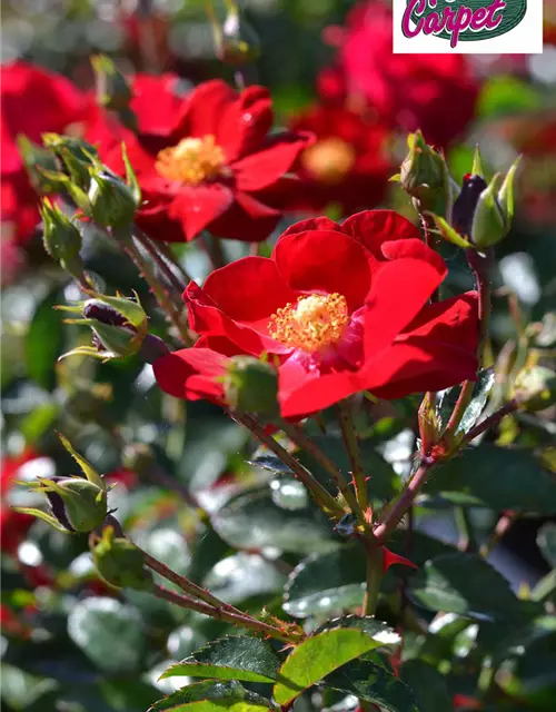 Bodendeckerrose 'Alcantara', Kleinstrauchrose 'Alcantara'®
