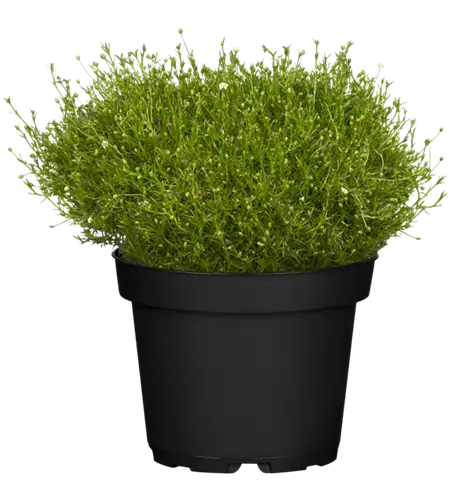 Sternmoos 'Scotch Moss', Sagina subulata 'Scotch Moss'