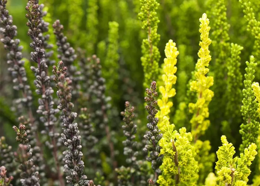 Calluna vulgaris Trio-Girls®, Winterharte Knospenheide Trio-Girls®