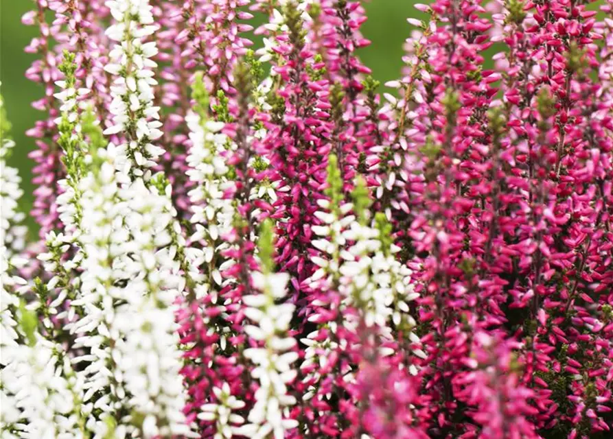 Calluna vulgaris Trio-Girls®, Winterharte Knospenheide Trio-Girls®