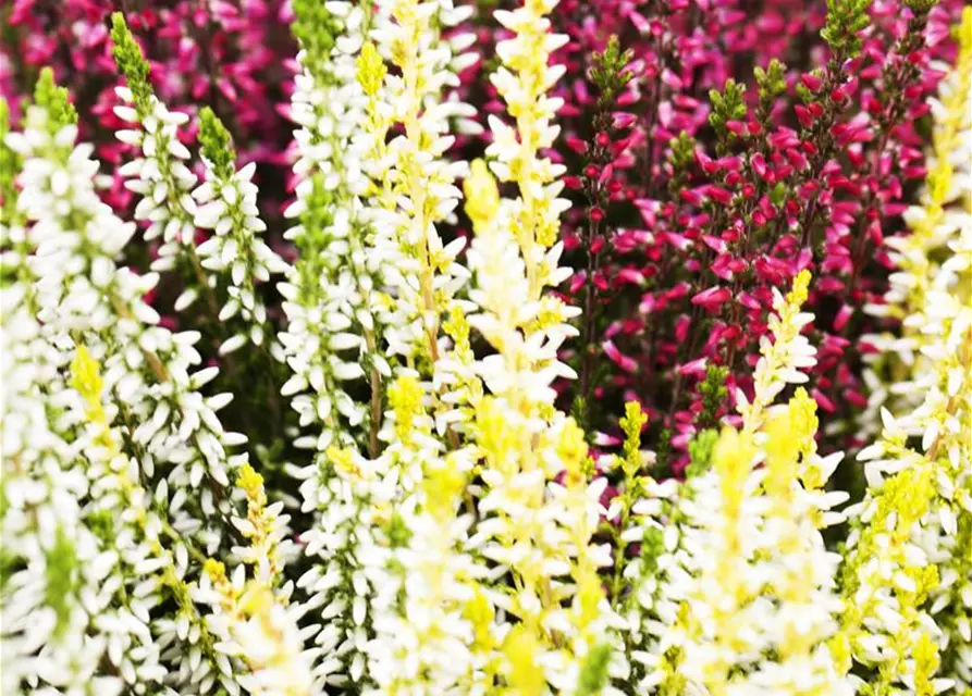 Calluna vulgaris Trio-Girls®, Winterharte Knospenheide Trio-Girls®